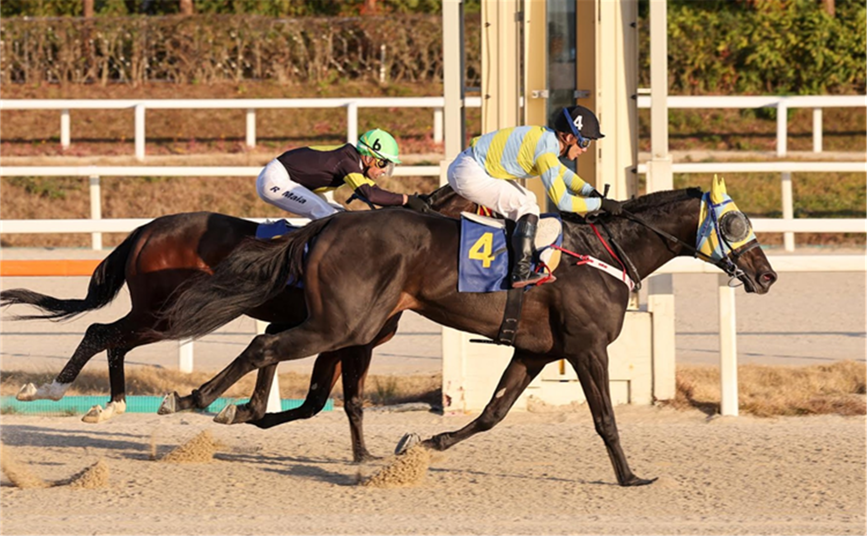Korea: Three-Year-Olds Gearing Up For Classic Season | Racing and Sports