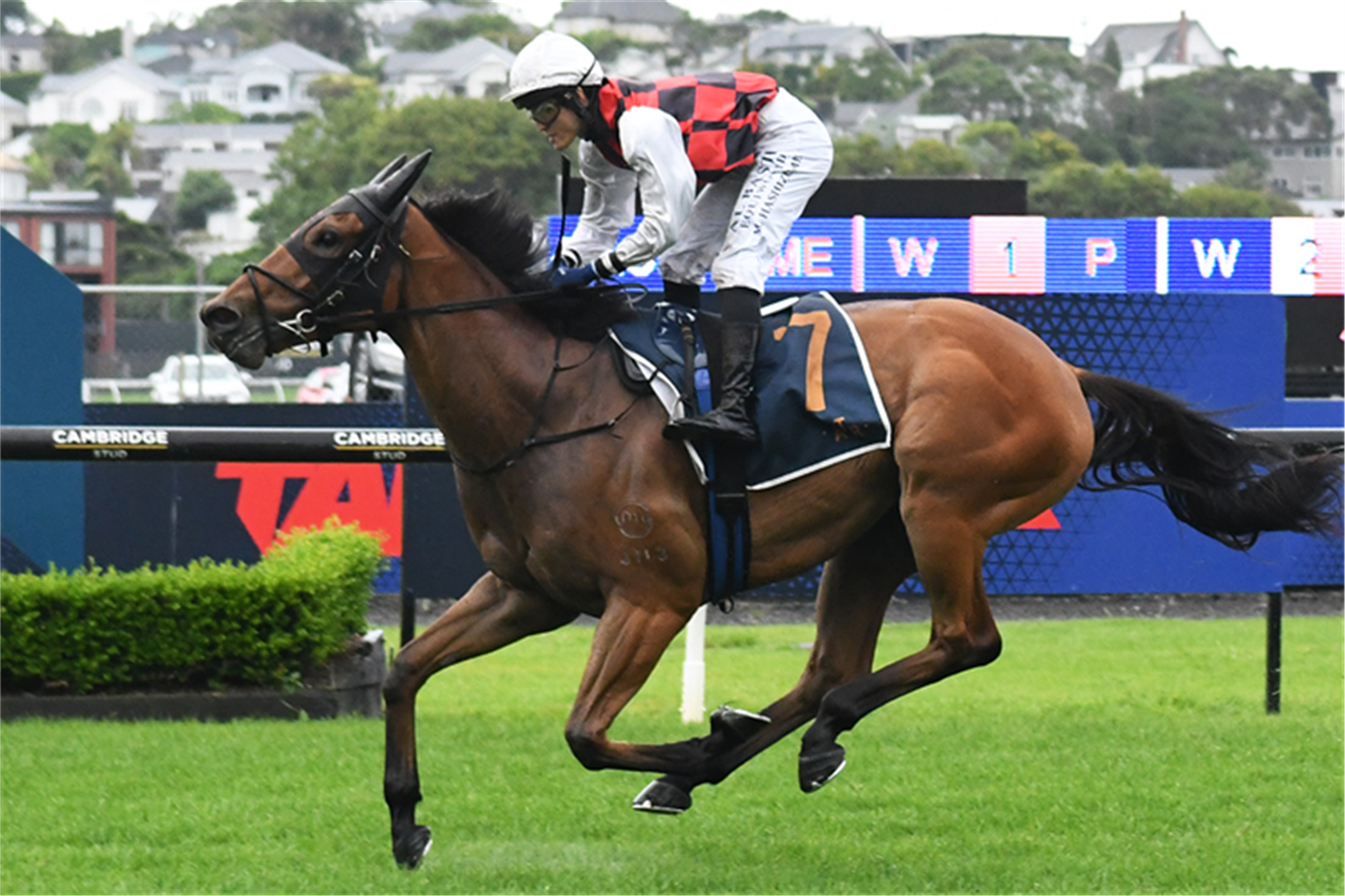 Rise Companions Dominates Stella Artois Final | Racing and Sports