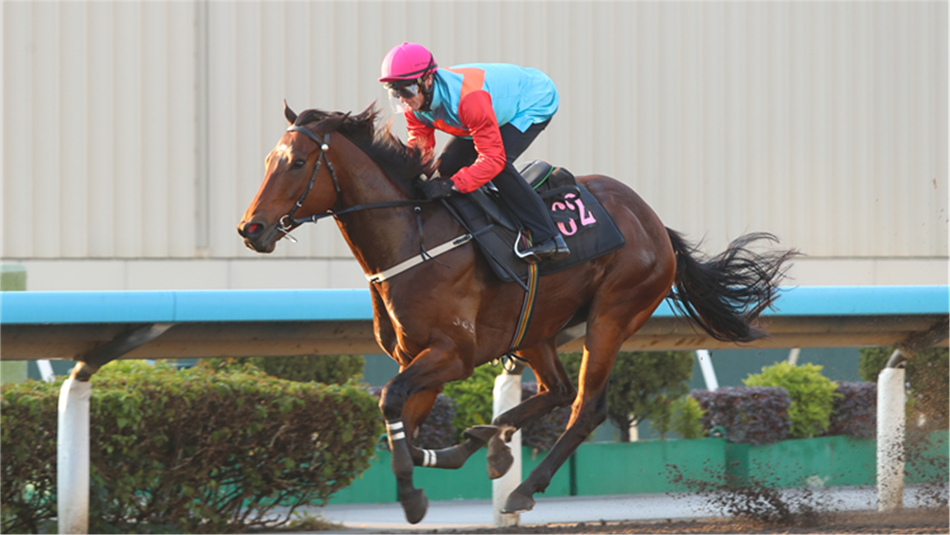 Ka Ying Rising Impresses In Sha Tin Barrier Trial | Sky Racing World ...