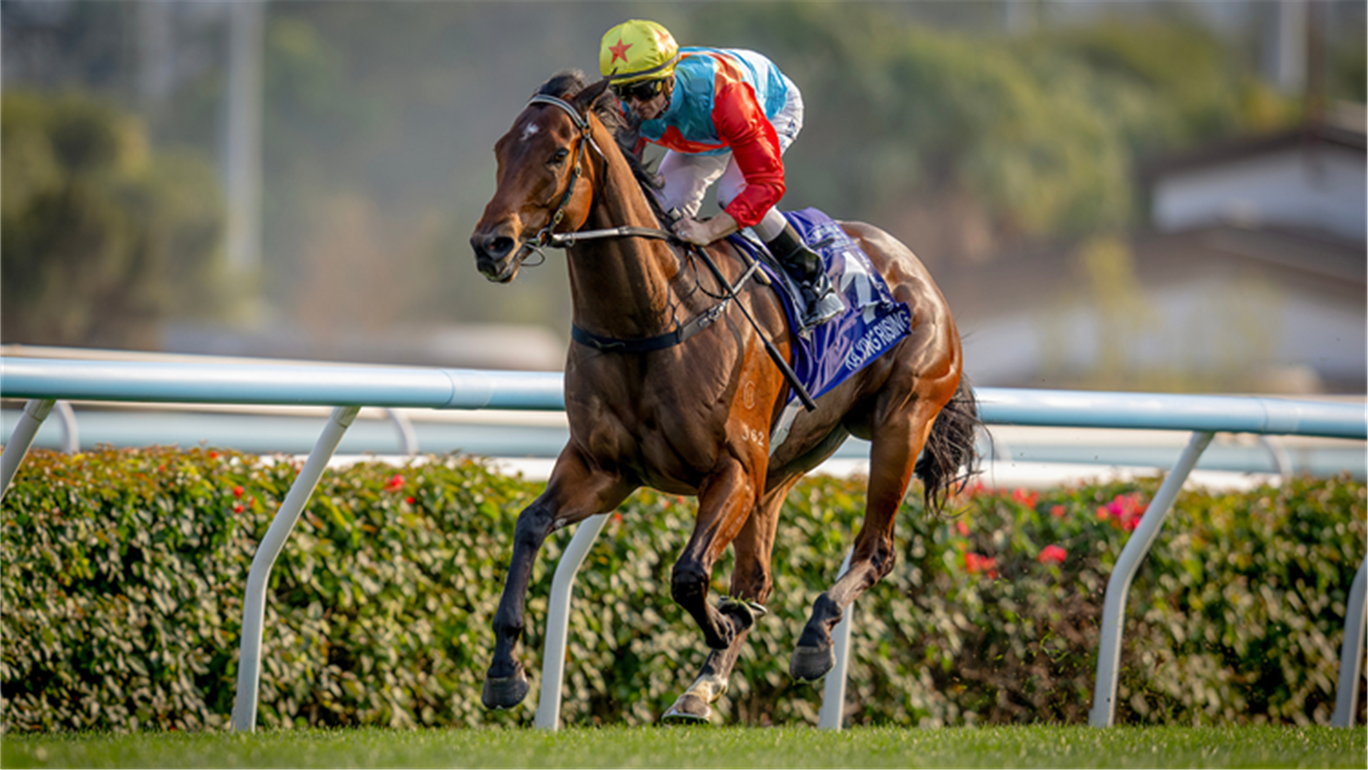 Where Does Ka Ying Rising Rate Before Another Run For History? | Racing ...