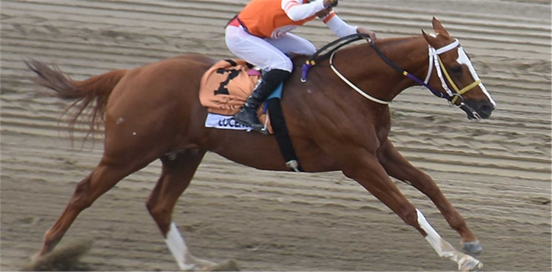 Lucency In Record Breaking Win | Racing and Sports