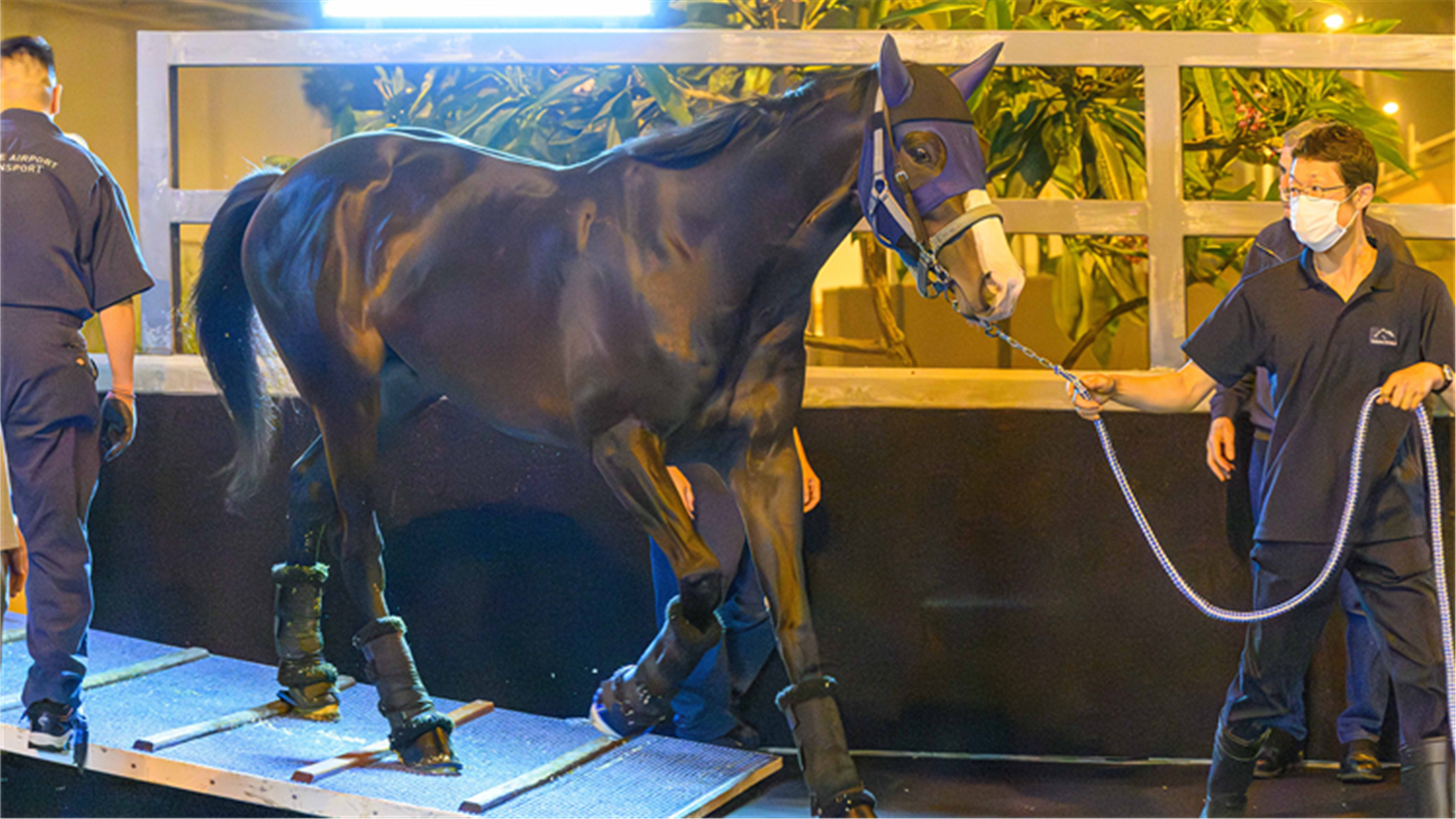 Video: Masquerade Ball Explores Sha Tin - April 20 | Racing and Sports