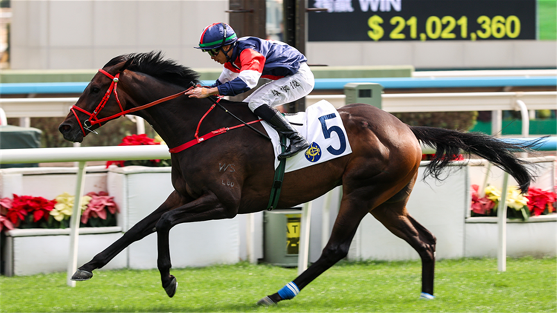 Road To The Derby: Numbers Add Up As Frankie Lor Targets Four-Year-Old ...