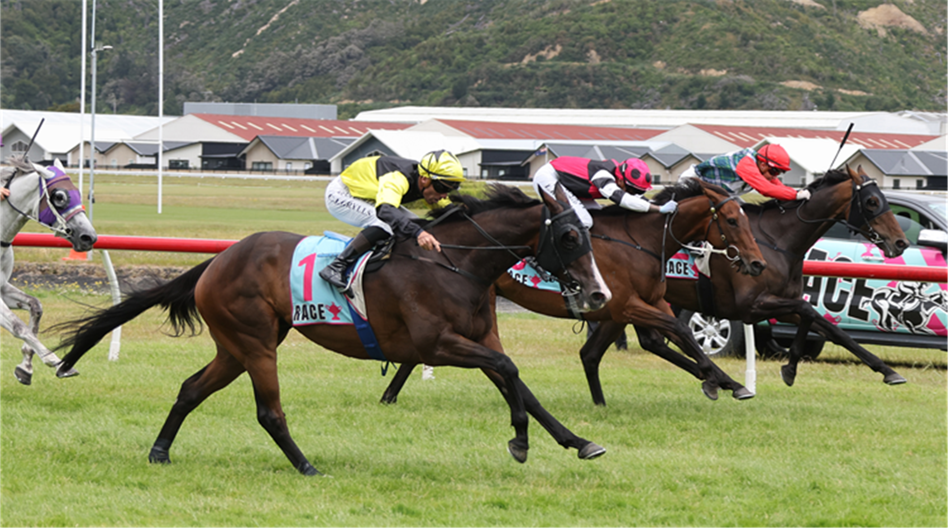 Wellington Cup Looms For One Bold Cat | Racing and Sports
