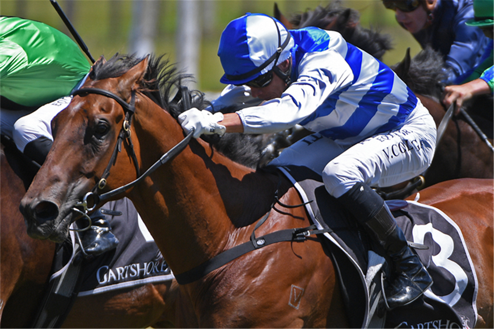 Regally-Bred Gelding Scores Impressively On Debut | Racing and Sports