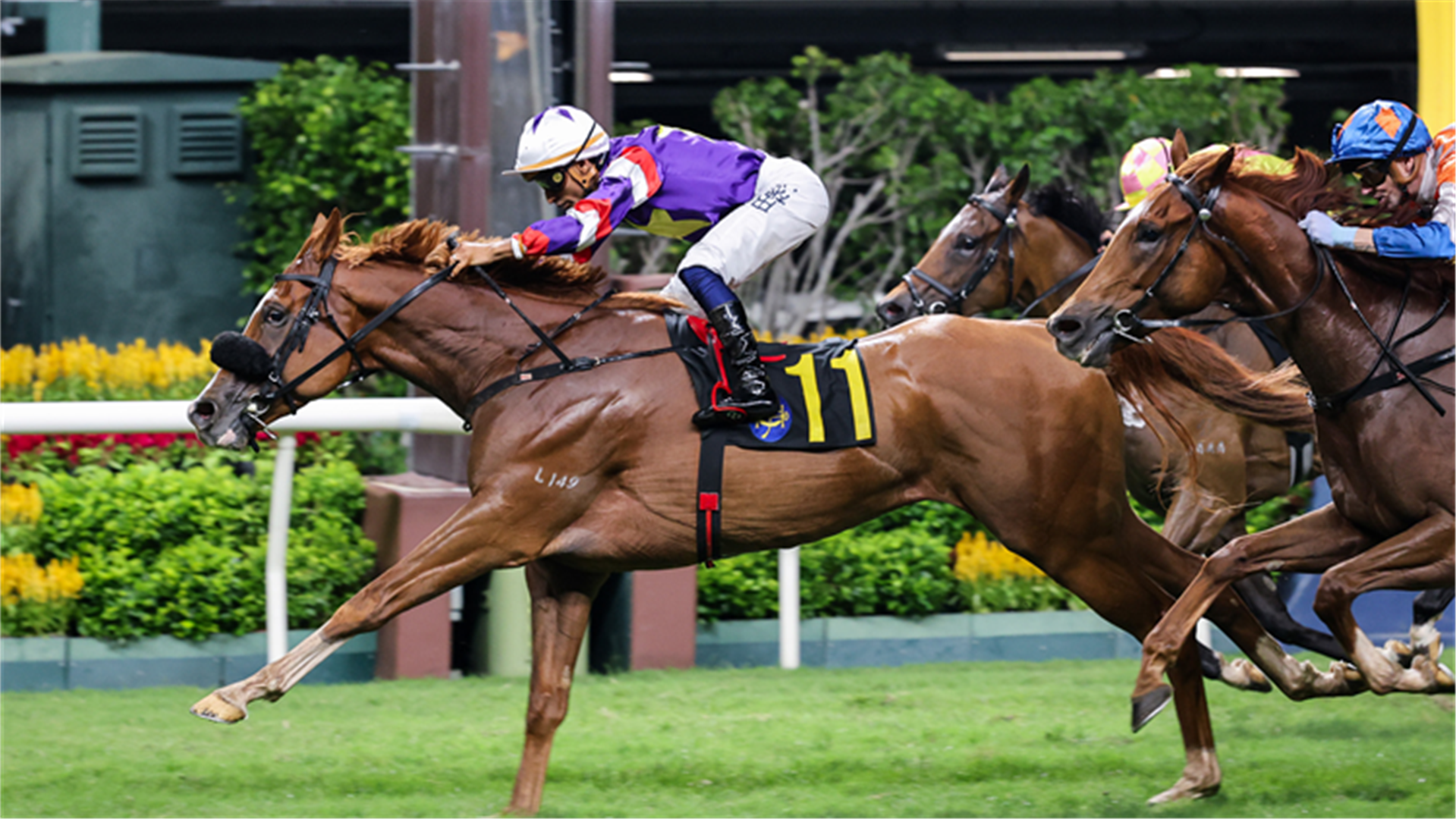 Violet Star Goes For Another Valley Victory; Romantic Warrior Heads To ...