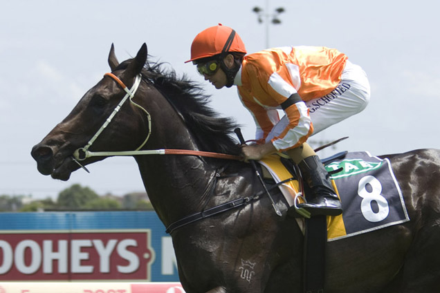 Larneuk Stud Service Fees | Racing and Sports