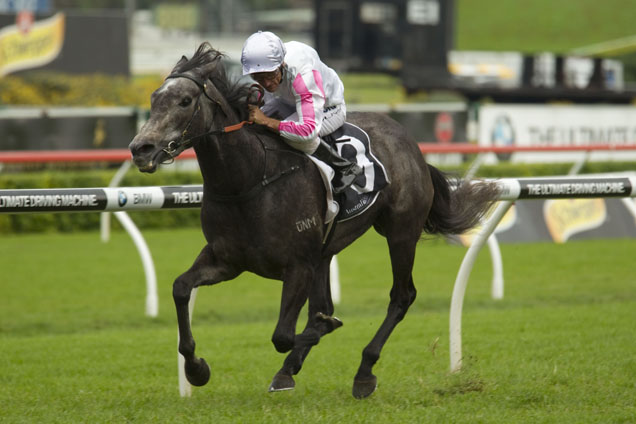 Arabian Gold Spot On For The Qld Oaks | Racing and Sports