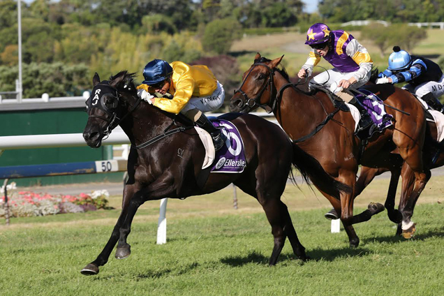 Silent Achiever To Run In Cox Plate | Racing and Sports