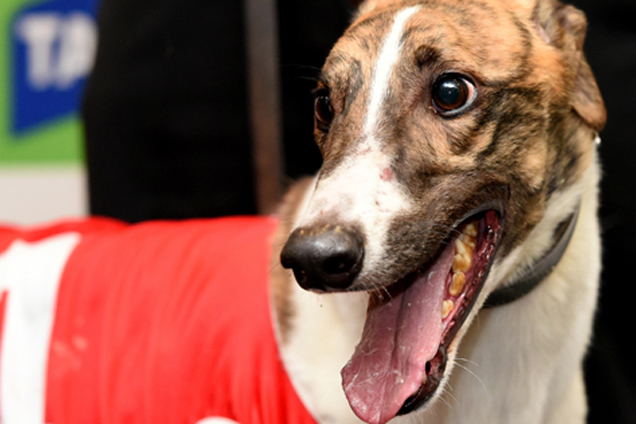 Fernando Bale Shoots For 10 Straight | Racing and Sports