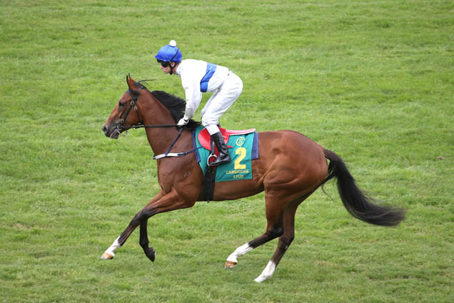 2017 The Championships - Oliver Booked For Two Top Kiwis | Racing and ...