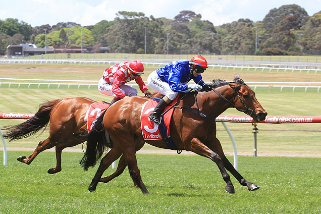 Husson Eagle Ready To Soar At Flemington | Racing and Sports