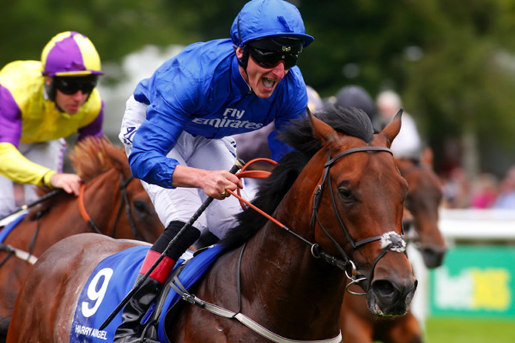 Harry Angel Set For Return At York | Racing and Sports