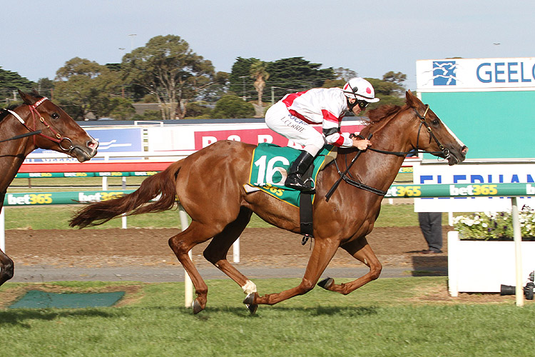 Just Hifalutin Spot-On For Caulfield Race | Racing and Sports