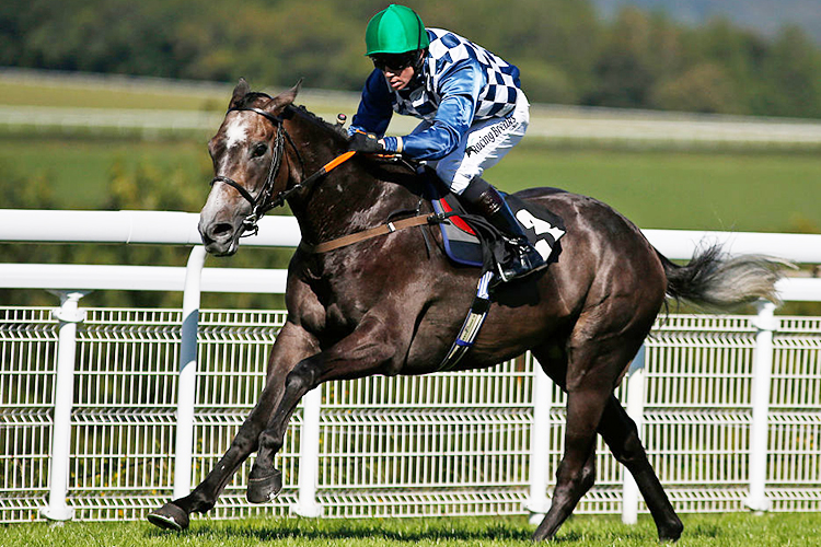 Saunter Boy Thoroughbred Horse Profile - Next Race, Form, Stats, News ...