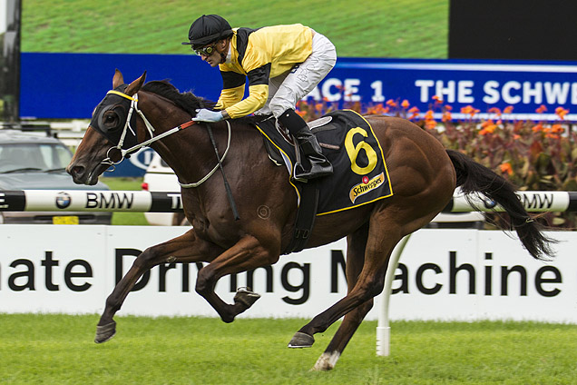 2021 The Schweppervescence: Race History | Racing and Sports