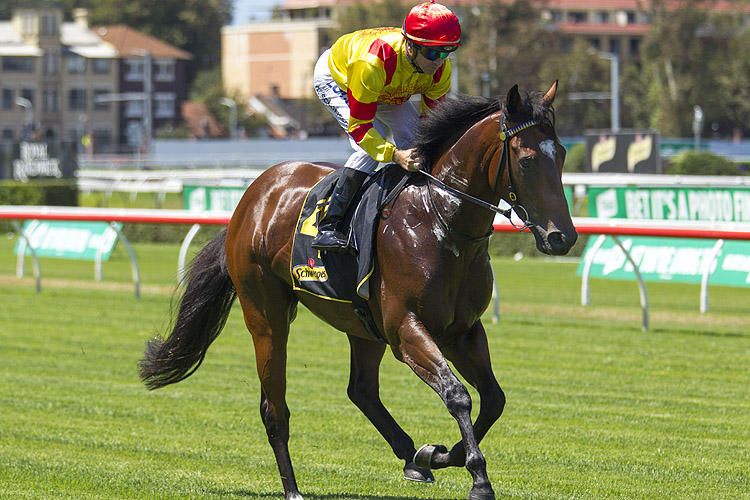 Legend Of Condor In Run To The Rose | Racing and Sports