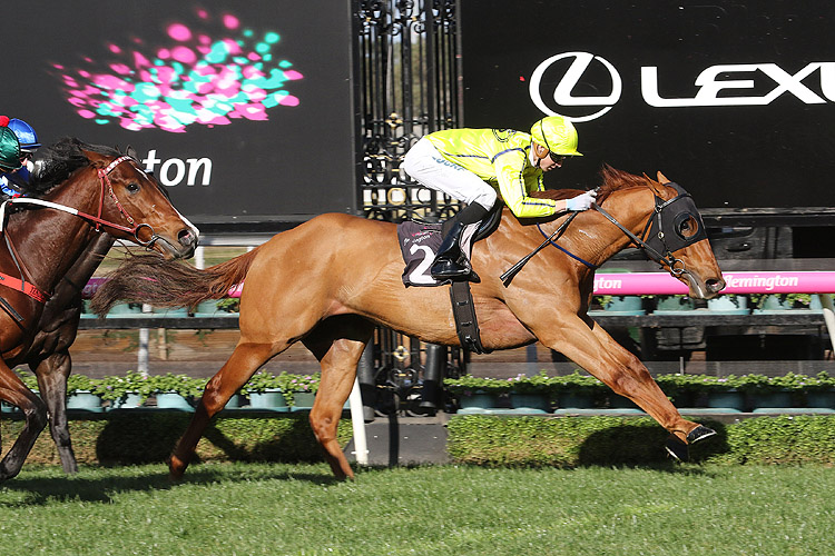 Gold Coast Or Flemington For Mr Money Bags | Racing and Sports