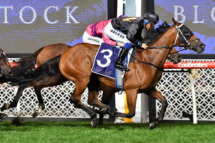 2020 Sunline Stakes: Race History | Racing and Sports