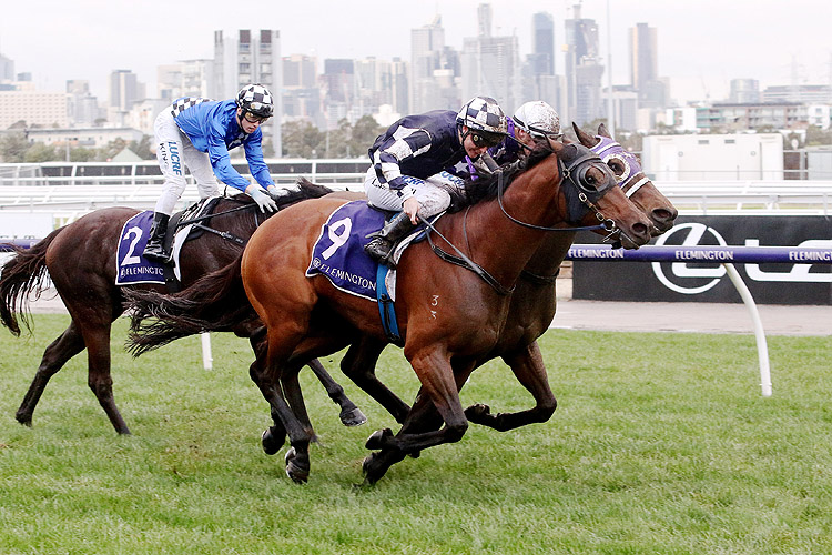 Royal Ace To Stand At Glen Eden Stud | Racing and Sports