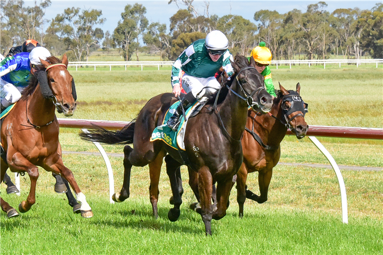 Yulong Patrol Thoroughbred Horse Profile - Next Race, Form, Stats, News ...