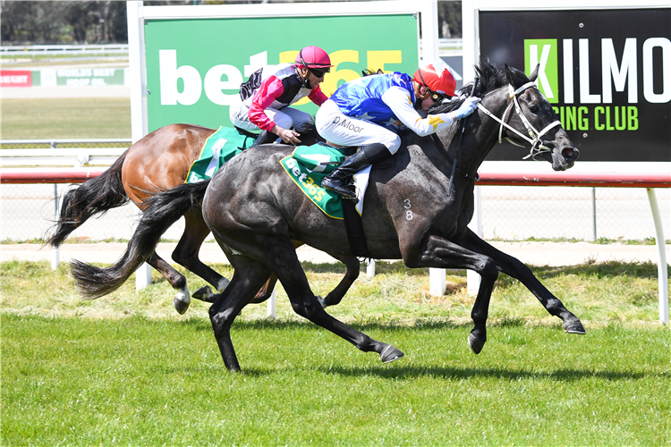 Commander Harry Thoroughbred Horse Profile - Next Race, Form, Stats ...