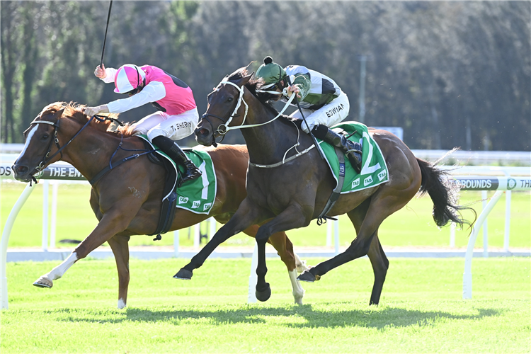 2022 Belle Of The Turf Stakes: Race History | Racing and Sports