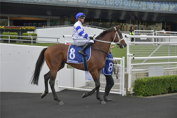 Caboche To Resume At Rosehill | Racing and Sports