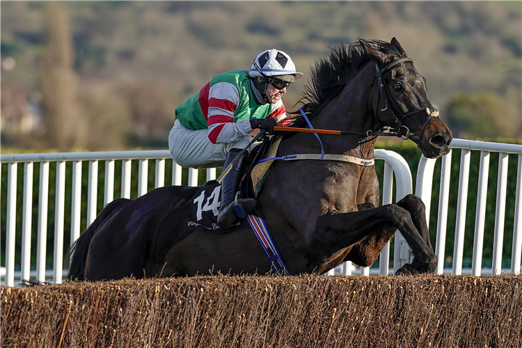 Cheltenham Off The Agenda For Chatham Street Lad | Racing and Sports