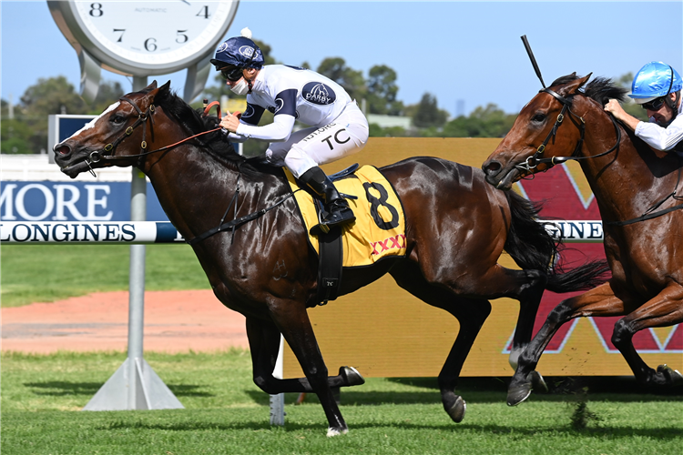 Overpass Wins Expressway Stakes: Post Race Trainer And Jockey Quotes ...