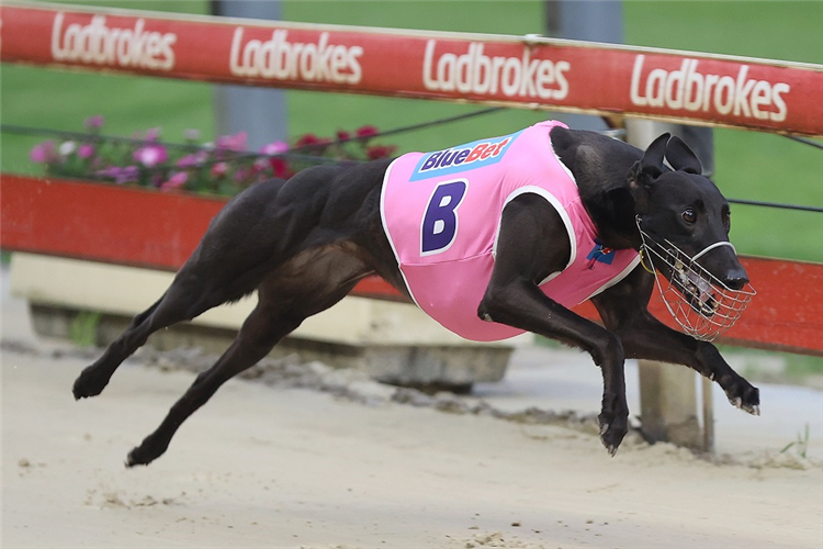 Daughter Of Harada - A Real Bandit | Racing and Sports