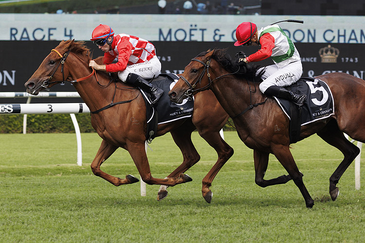 Queensland Stars Honoured Among Racehorse Of The Year Finalists ...