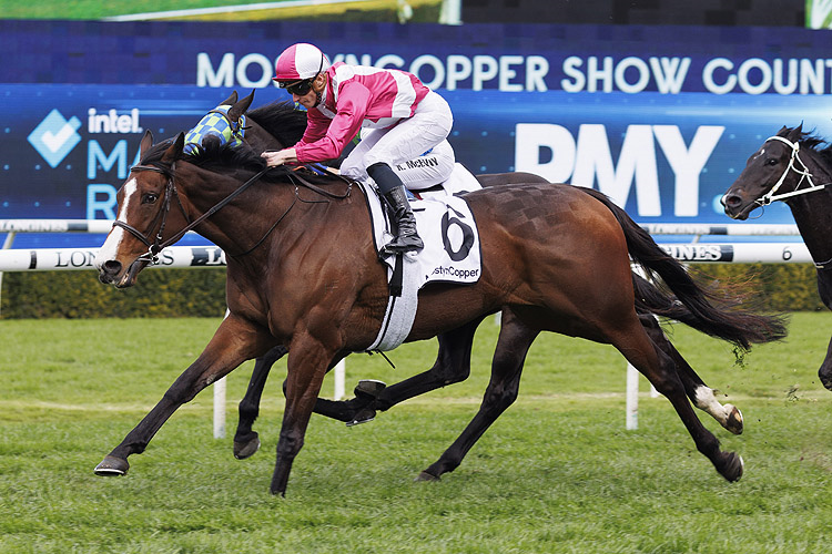 Showmanship Thoroughbred Horse Profile Next Race Form Stats News