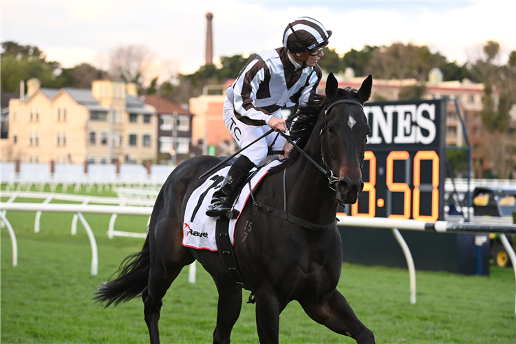 Clark Confident Filly's Star Still On The Rise | Racing and Sports