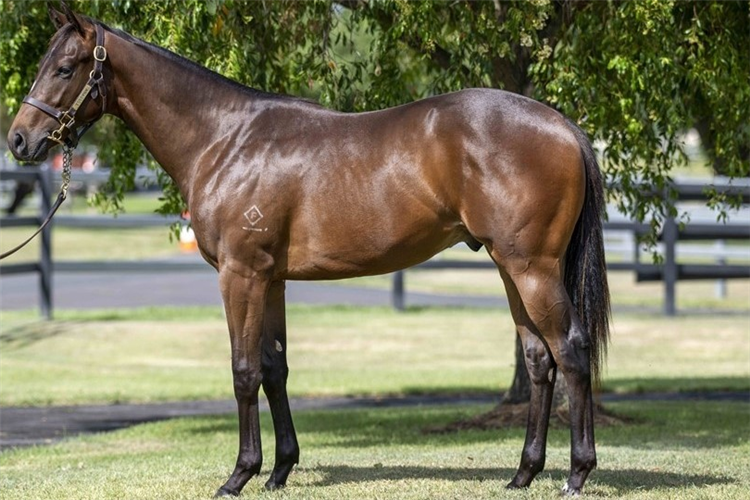 Astapor’S Credentials Go On The Line | Racing and Sports