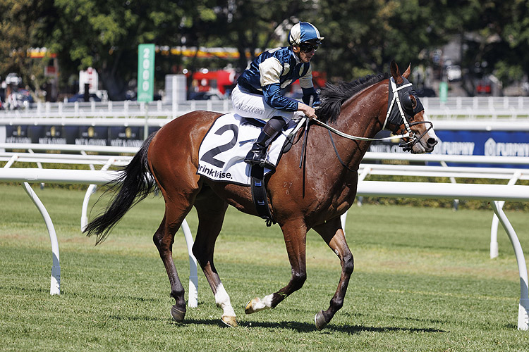Leviathan Owner Gives Strong Push For Caulfield Cup Runner | Racing and ...