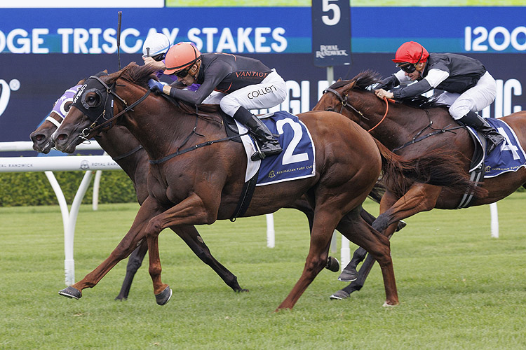 2025 Triscay Stakes: Race History | Racing and Sports