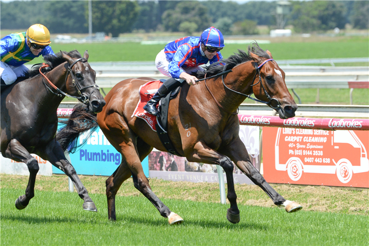 Willmott Thoroughbred Horse Profile - Next Race, Form, Stats, News ...