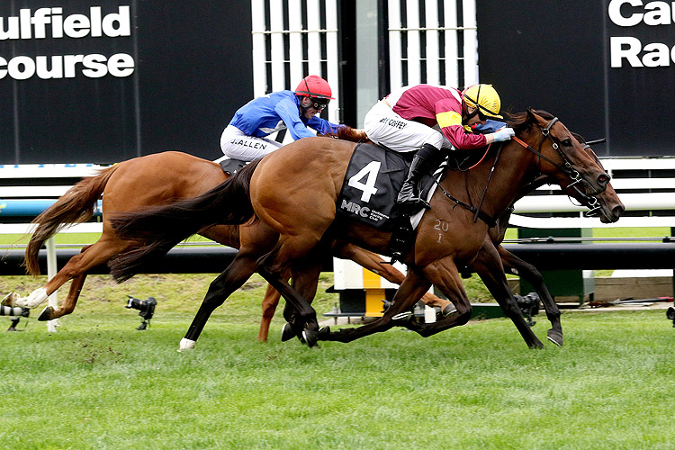 Peter The Great Race Horse