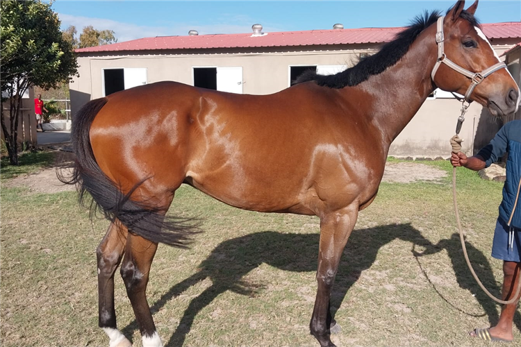 Fortune Hunter Thoroughbred Horse Profile - Next Race, Form, Stats ...