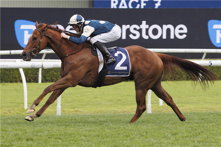 Video: Fast Form With Bella King - William Reid Stakes | Racing and Sports