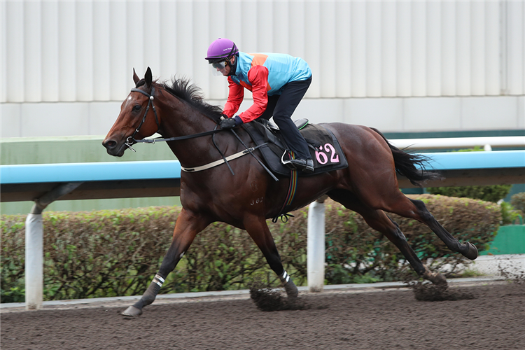 Ka Ying Rising Gallop Pleases Hayes Ahead Of Longines Hong Kong ...