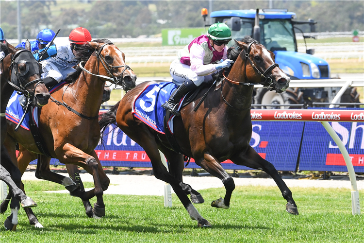 Manolo Bling Wins Shawn Mendis Lawyers Handicap: Post Race Trainer And ...