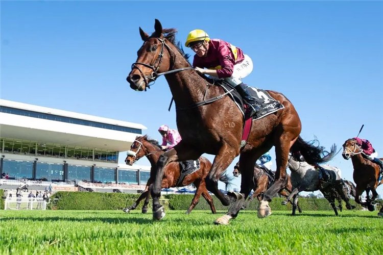 Oly's Choice The Pick For Pearce In Cyril Flower | Sky Racing World ...