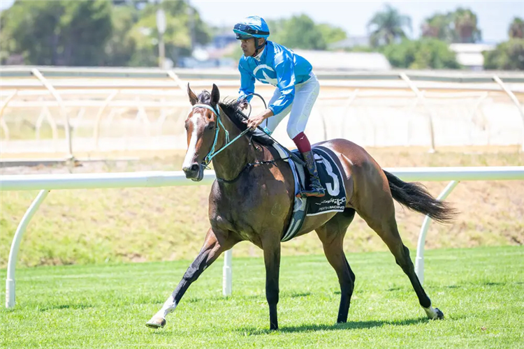 Strideaway Set For Magic Millions Goal | Racing and Sports