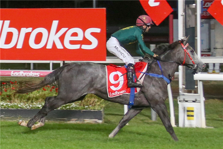 Tasmanian Oaks To Be Run Under Lights For The First Time | Racing and ...