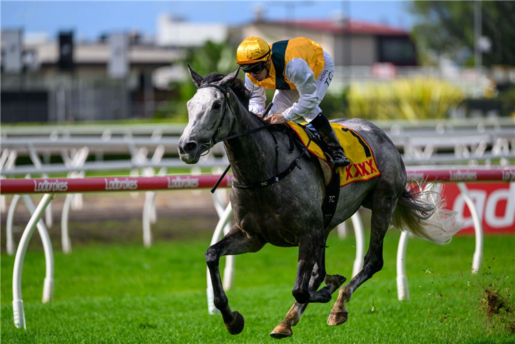Alalcance Wins Group 2 Xxxx Brisbane Cup: Post Race Trainer And Jockey ...