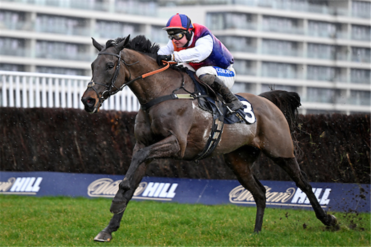 Haiti Couleurs Books Gold Cup Ticket With Denman Success | Racing and ...