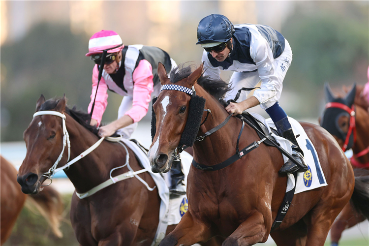 Little Paradise, Invincible Ibis Impress As Zac Purton Slots Five-Timer ...