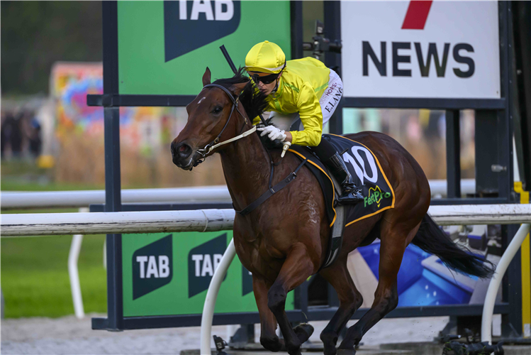 Naifah Thoroughbred Horse Profile - Next Race, Form, Stats, News ...